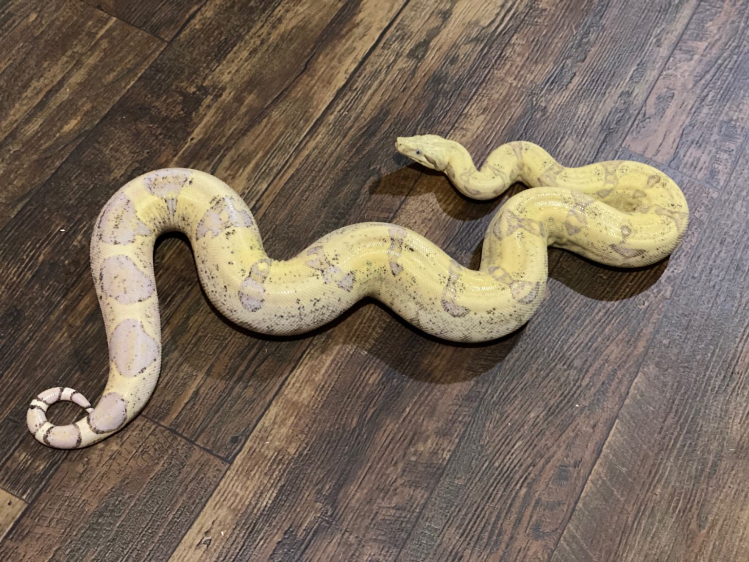 2017 VPI T+ Snowglow – Boa Constrictor Morphs